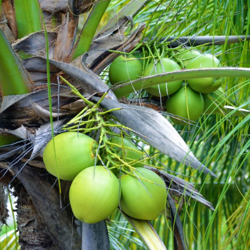 The Complete Story of Feni: Goa’s Traditional Cashew Spirit by Am Hotel ...
